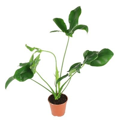 Philodendron 'Fun Bun' | geliustebuklai.lt