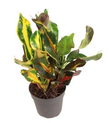 Codiaeum variegatum 'Mammi' | geliustebuklai.lt